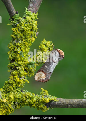 Buff-tip (Phalera bucephala) adult, resting amongst cut twigs ...