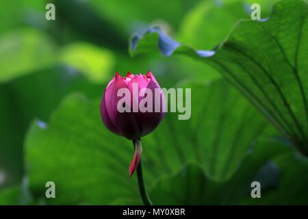 Lotus flowers bloom in Huai'an City, east China's Jiangsu Province, 5 ...