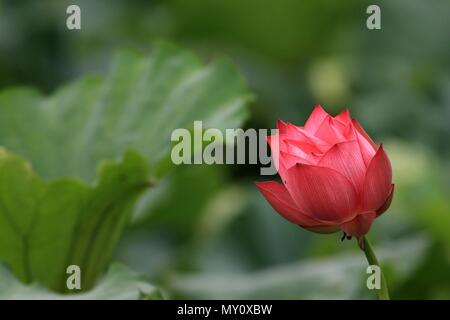 Lotus flowers bloom in Qingyan Classical Garden during summer in Huai ...