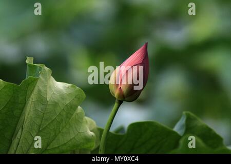 Lotus flowers bloom in Huai'an City, east China's Jiangsu Province, 18 ...