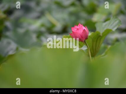 Lotus flowers bloom in Huai'an City, east China's Jiangsu Province, 8 ...