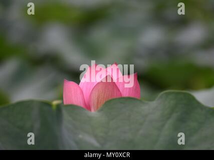 Lotus flowers bloom in Huai'an City, east China's Jiangsu Province, 16 ...