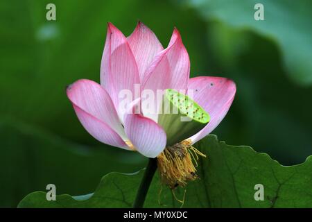 Lotus flowers bloom in Huai'an City, east China's Jiangsu Province, 16 ...