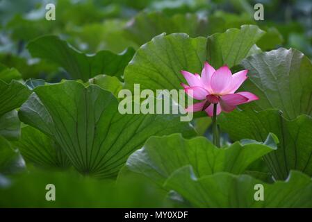 Lotus flowers bloom in Huai'an City, east China's Jiangsu Province, 25 ...