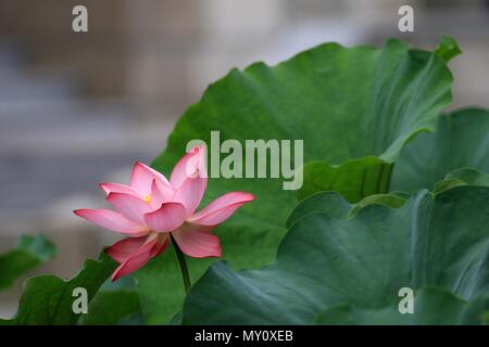 Lotus flowers bloom in Huai'an City, east China's Jiangsu Province, 20 ...
