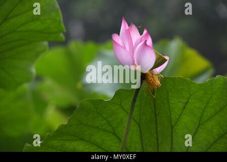 Lotus flowers bloom in Huai'an City, east China's Jiangsu Province, 8 ...