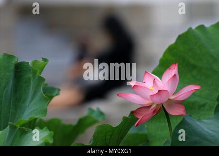 Lotus flowers bloom in Huai'an City, east China's Jiangsu Province, 22 ...