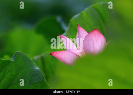Lotus flowers bloom in Qingyan Garden during plum rain season in Huai ...