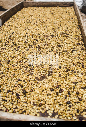 Traditional Coffee Drying Process with Wooden Rake Tool. Artisanal ...