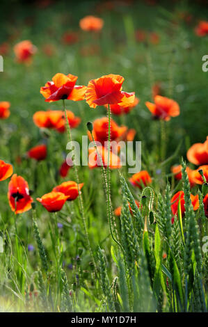Red poppies in lower silesia poland spring, agriculture, aroma, flowers ...