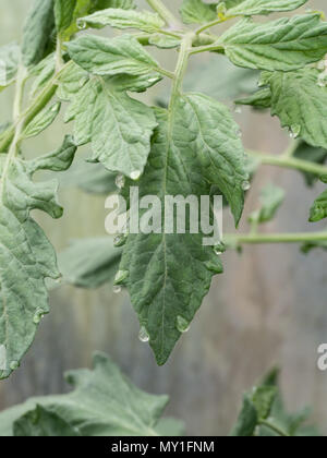 Tomato leaves showing water droplets at the edges caused by the process ...
