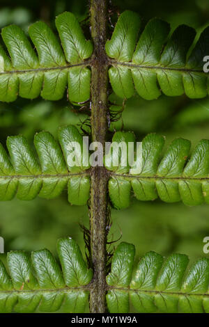 Detail of fern frond, showing the mid rib or rachis Stock Photo - Alamy
