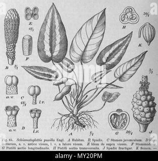 . English: Schismatoglottis pusilla from Das Pflanzenreich . 1912 ...