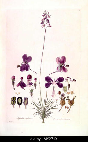 . This is a scan of Plate 5 from Ferdinand Bauer's Illustrationes ...