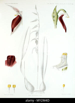 . Illustration of Sunipia cirrhata (as syn. Ione paleacea) . 1898. G ...