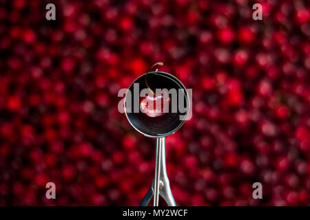 Top view of a ripe sweet cherry in woman hands on green background ...