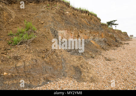 Sandy cliffs of Pleistocene Red Crag Formation, located above London ...
