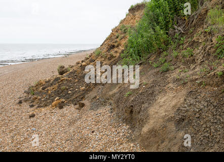 Sandy cliffs of Pleistocene Red Crag Formation, located above London ...
