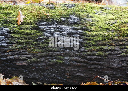 Brittle Cinder Fungus, Kretzschmaria deusta, Xylariaceae. Syn. Ustulina ...
