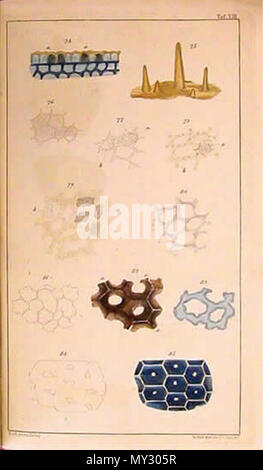 . Versuch einer allgemeinen physiologischen Chemie : Bild . between ...