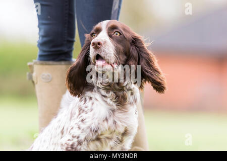 Liver and white Working Cocker Spaniel Stock Photo - Alamy