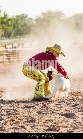 Cowgirl at rodeo goat roping event finishes the rope tying and raises ...