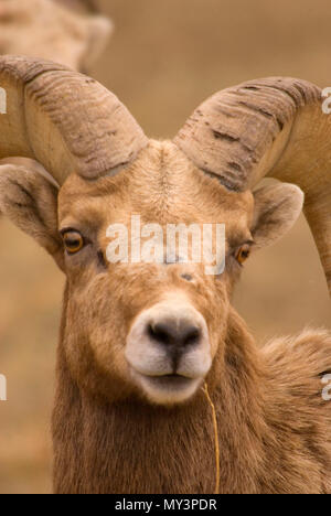 Bighorn sheep (Ovis canadensis), Oak Creek Wildlife Area, Washington ...