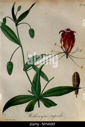 . English: Plate from 'Phytographie médicale' (1821-24) . between 1821 ...