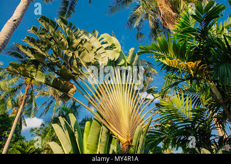 Traveler's tree, also called traveler's palm (Ravenala madagascariensis ...