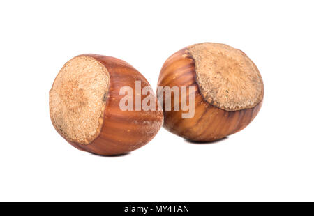Two fresh hazelnuts in the shell on a white background Stock Photo - Alamy