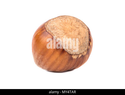 One hazelnut in a shell isolated on a white background Stock Photo - Alamy