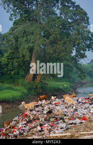 Domestic goats feeding among plastic waste on a riverside community ...