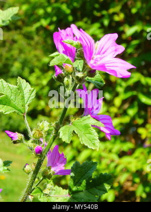 Common mallow (Malva sylvestris) wildflower flowering during summer ...