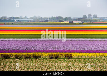 field of multi-colored tulips. Colorful tulips in the park. Spring ...