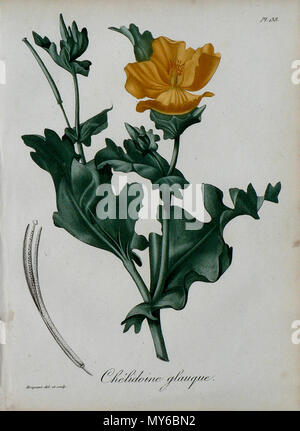 . English: Plate from 'Phytographie médicale' (1821-24) . between 1821 ...