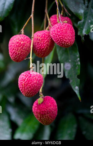 Litchi, Lichee, Lichie Leechee, Lichi, Bangla: Lichu. The Lychee is a ...