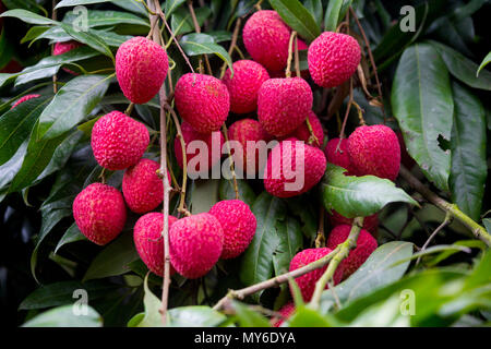 Litchi, Lichee, Lichie Leechee, Lichi, Bangla: Lichu. The Lychee is a ...
