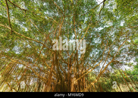 Amazing Banyan Tree branches. City park. Shenzhen. China Stock Photo ...