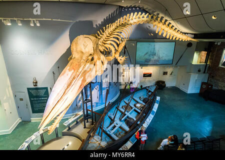 Sperm whale skeleton, Nantucket Whaling Museum, Nantucket ...