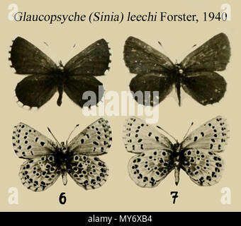 . English: Sinia leechi Forster, 1940, from original description. 27 ...
