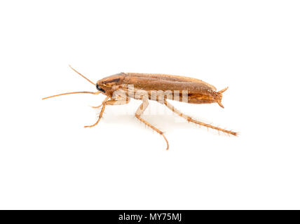 Small brown cockroach isolated on white background Stock Photo - Alamy