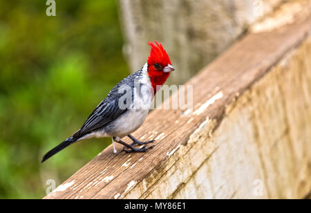 Red crested cardinal bird on green grass in Kauai, Hawaii, USA. With ...