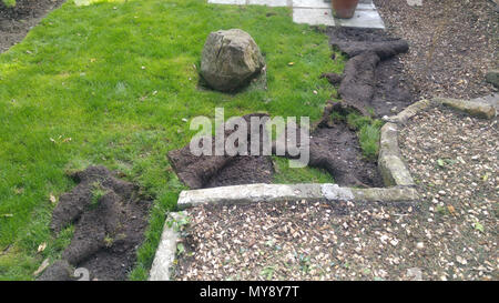 Badger damage to Lawn, UK Stock Photo: 181667817 - Alamy