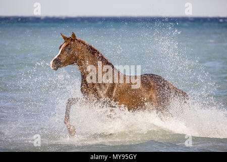 Arabian Horse. Chestnut stallion trotting in the desert. Egypt Stock ...