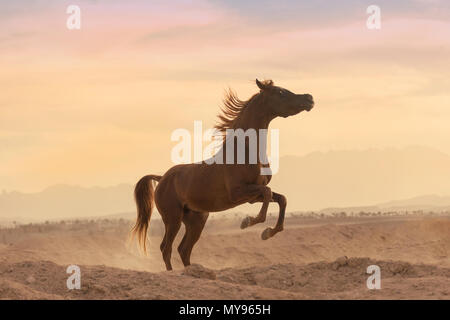 Arabian Horse. Chestnut stallion rearing in the desert Egypt Stock ...