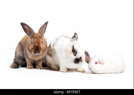 White rabbit. Albino laboratory animal of the domestic rabbit ...