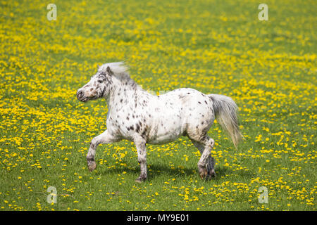 Shetland Pony. Leopard-spotted gelding on a meadow, wearing grazing ...