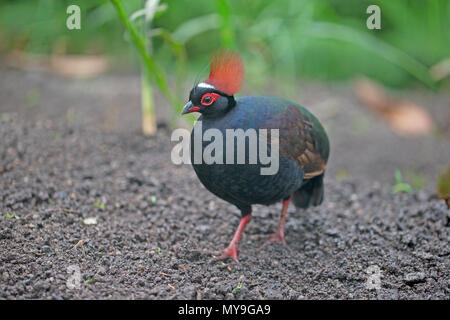 A male crested partridge (Rollulus rouloul), a gamebird in the pheasant ...