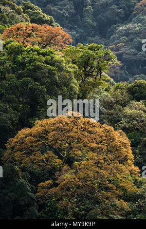 Big jatoba tree Stock Photo - Alamy