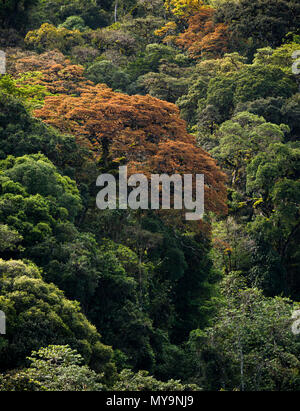 Jatoba Tree (Hymenaea courbaril) at Sao Roque de Minas town, near Serra ...